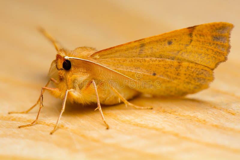 Moth stock image. Image of brown, beauty, saturniidae - 21524847
