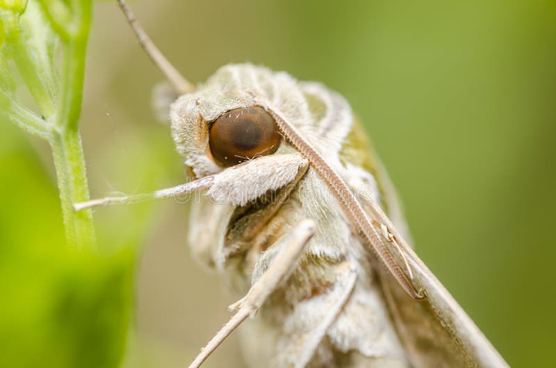 Moth in the nature stock photo. Image of creature, green - 35245792