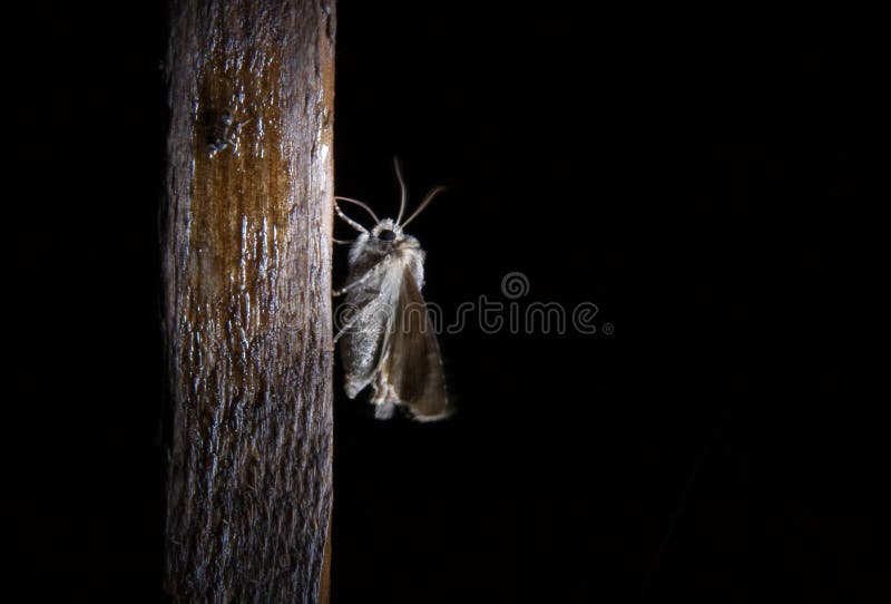 Moth by night stock photo. Image of flash, stick, ecology - 10361548