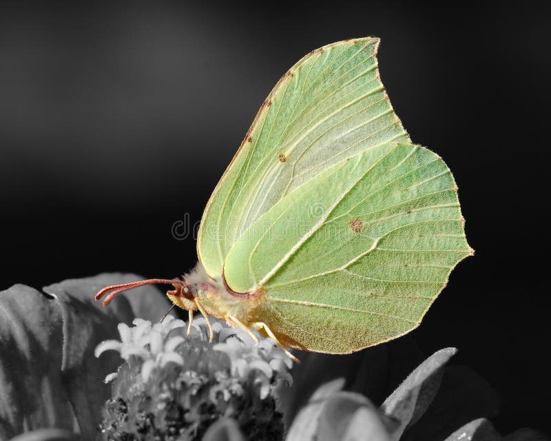 Luna Moth (Actias luna) stock photo. Image of american - 23596916