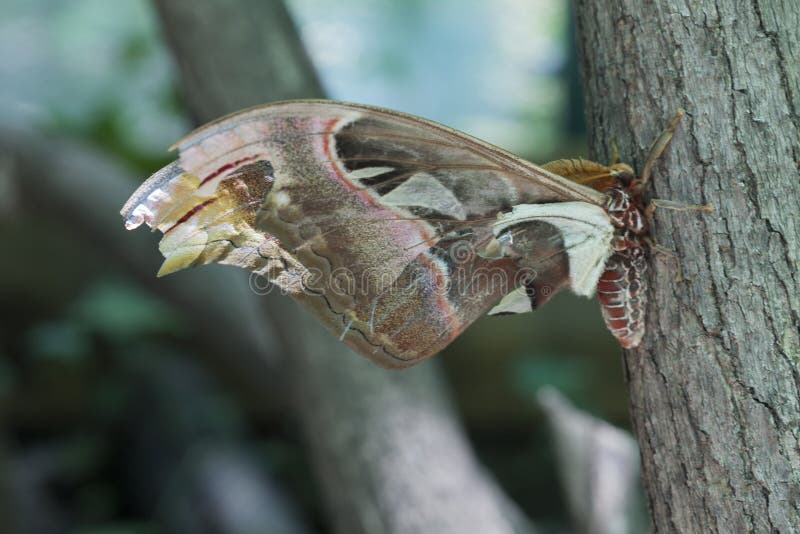 Moth by night stock photo. Image of flash, stick, ecology - 10361548