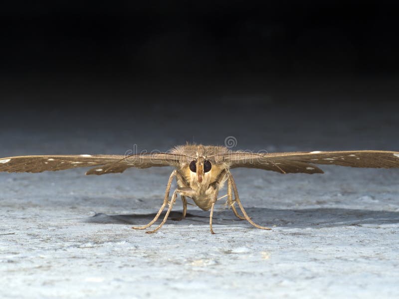 Moth stock image. Image of family, animal, invertebrate - 73075081