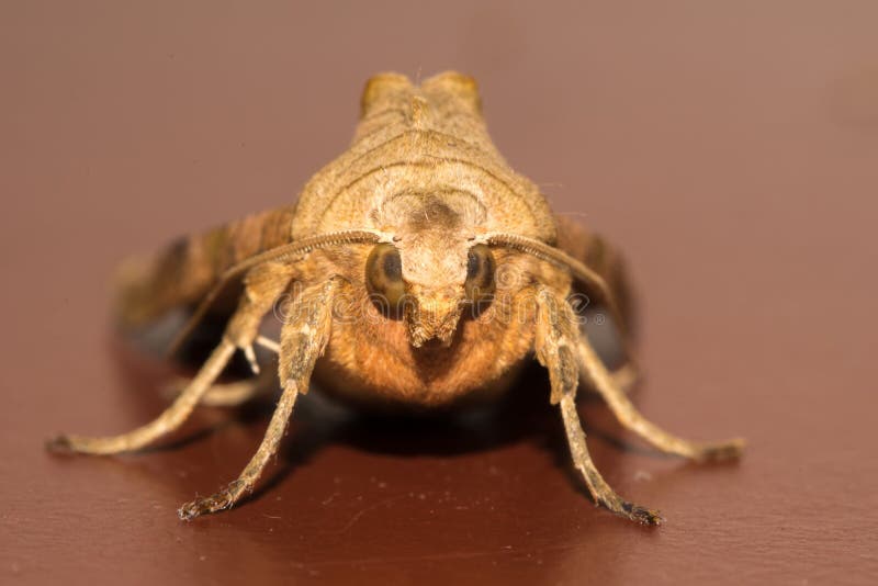 Moth on a office desk stock photo. Image of staring, fauna - 61658248