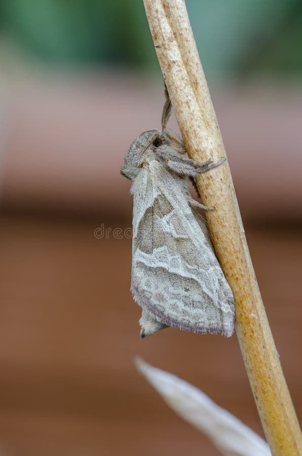 Moth stock image. Image of moth, insect, grass, detail - 58399399