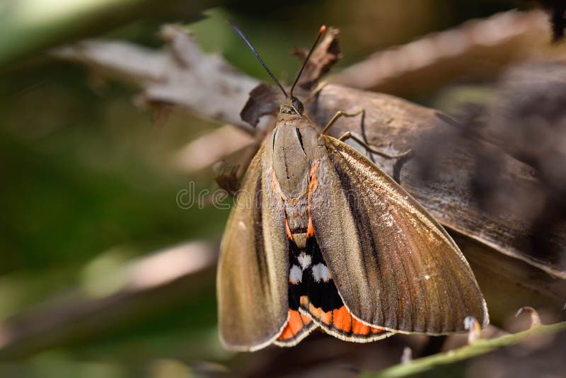 Tawny Moth in Macro in Foliage Stock Image - Image of wing, lepidoptera ...