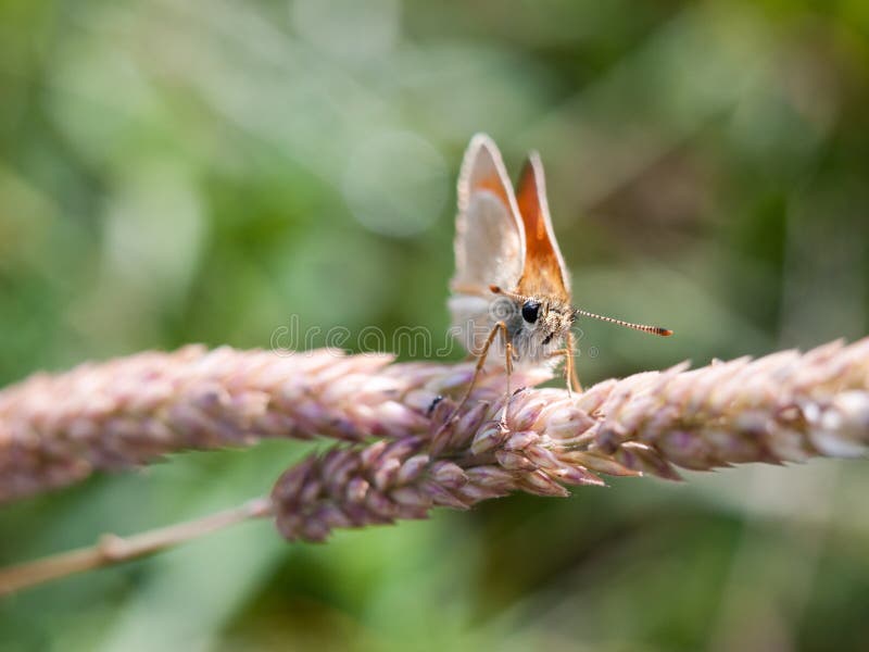 Moth Outside Close Up Macro Stock Image - Image of invertebrate, animal ...