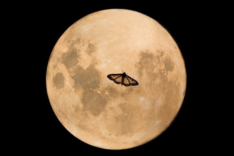 A moth over a glass stock image. Image of yellow, swarm - 68317163