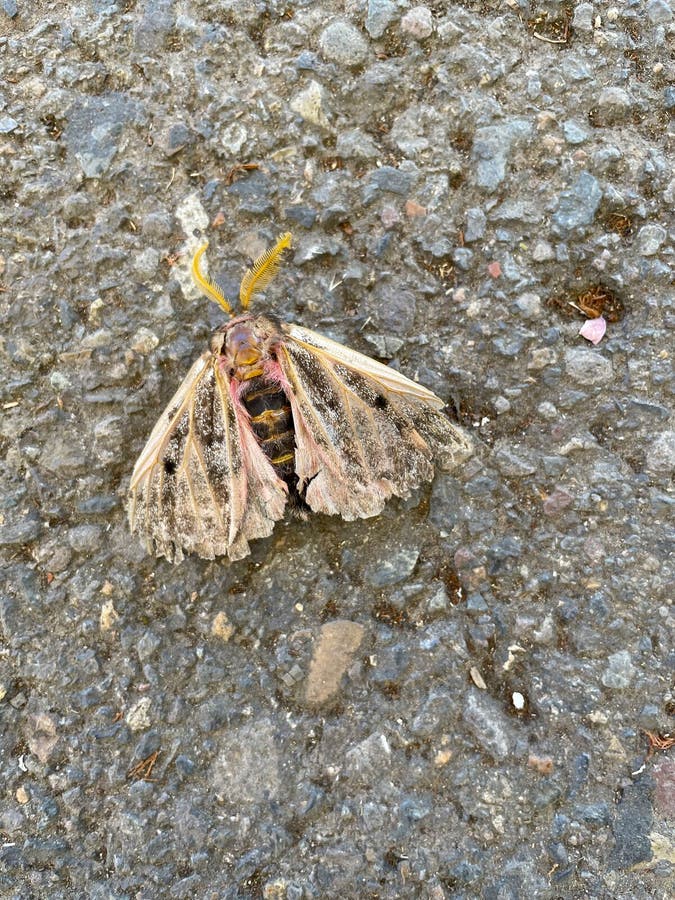 Coloradia Stock Photos - Free & Royalty-Free Stock Photos from Dreamstime