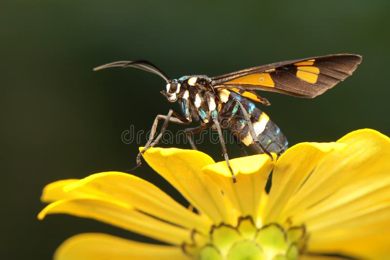 A Moth is Perched on a Wildflower. Stock Image - Image of moth, green ...