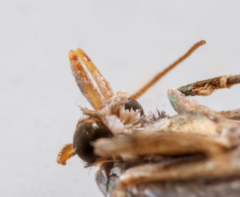 Moth, Photos Taken with an Ultra Macro Lens Stock Image - Image of ...