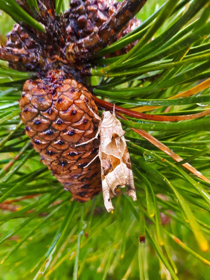 Moth on Pine Cone stock image. Image of pine, insect - 137811939