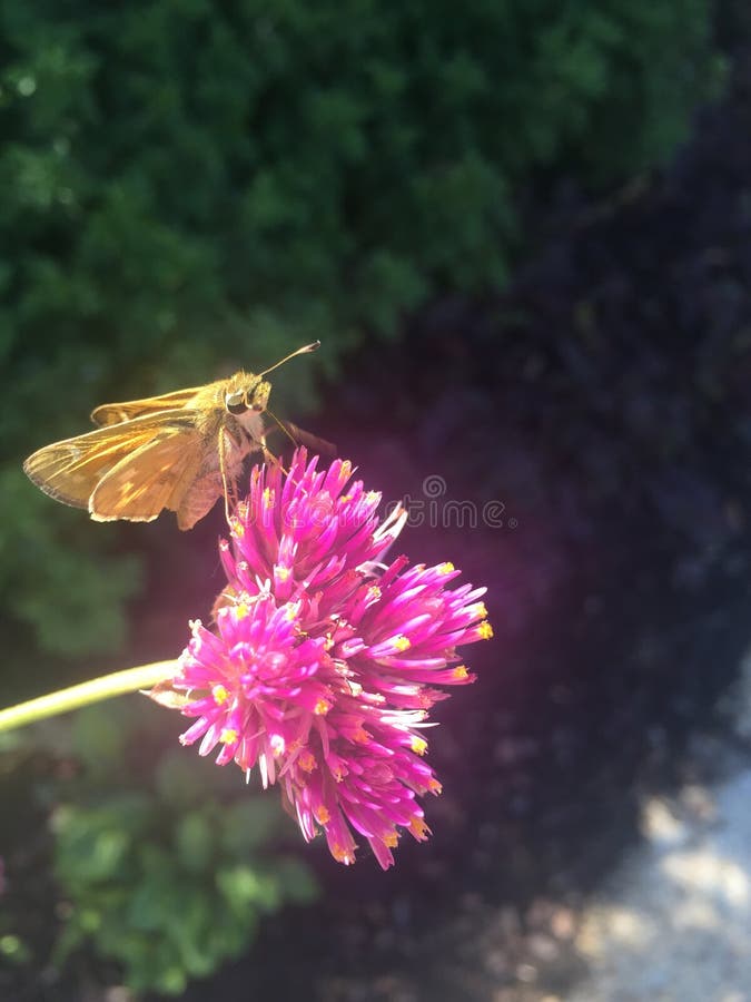 Moth on Pink Flower stock photo. Image of orange, insect - 100081280