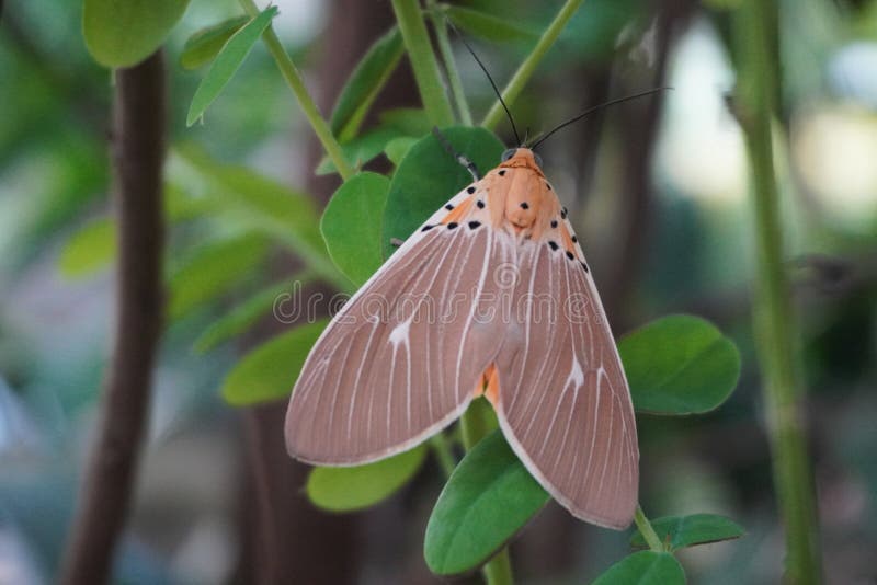 Moth on a plant leaf. stock photo. Image of mime, huge - 266001278