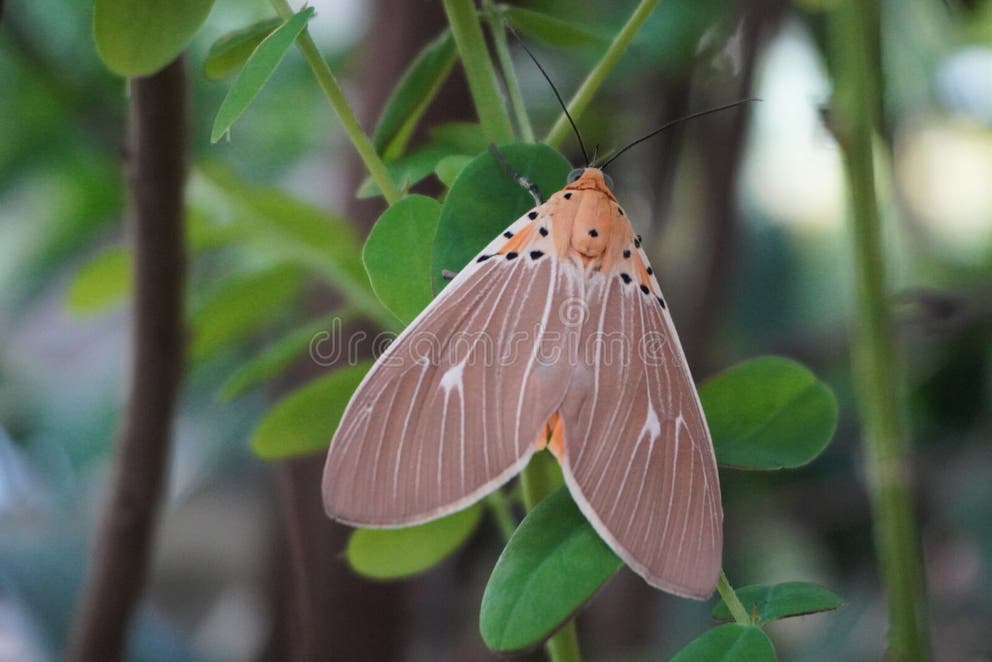 Moth on a plant leaf. stock photo. Image of mime, huge - 266001278