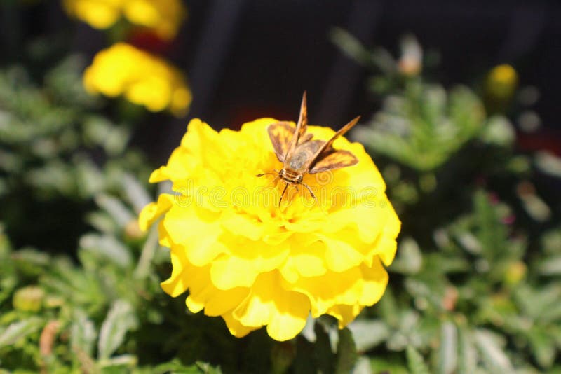 Moth stock image. Image of objects, ecosystem, isolated - 44042429