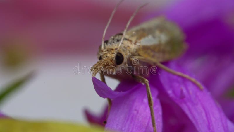 Moth with a proboscis. stock video. Video of beautiful - 194735573