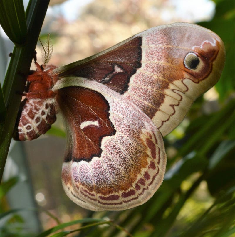 Prometheus Moth Stock Photos - Free & Royalty-Free Stock Photos from ...