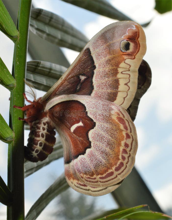 Moth stock image. Image of tropical, green, garden, brown - 80060451