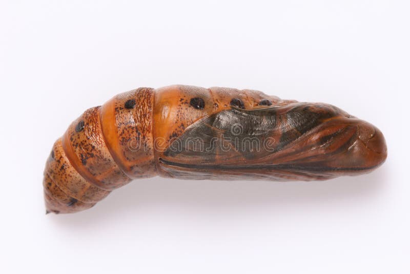 Moth Pupa, Cocoon, the Developmental Stage of an Insect between the ...