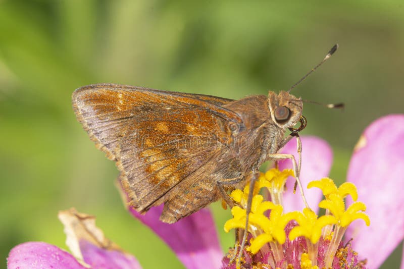 Moth on a Purple Zinnia Flower Stock Photo - Image of maro, nature ...