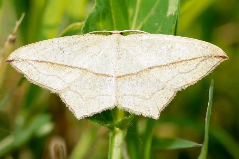 Miller Moths Stock Photos - Free & Royalty-Free Stock Photos from ...