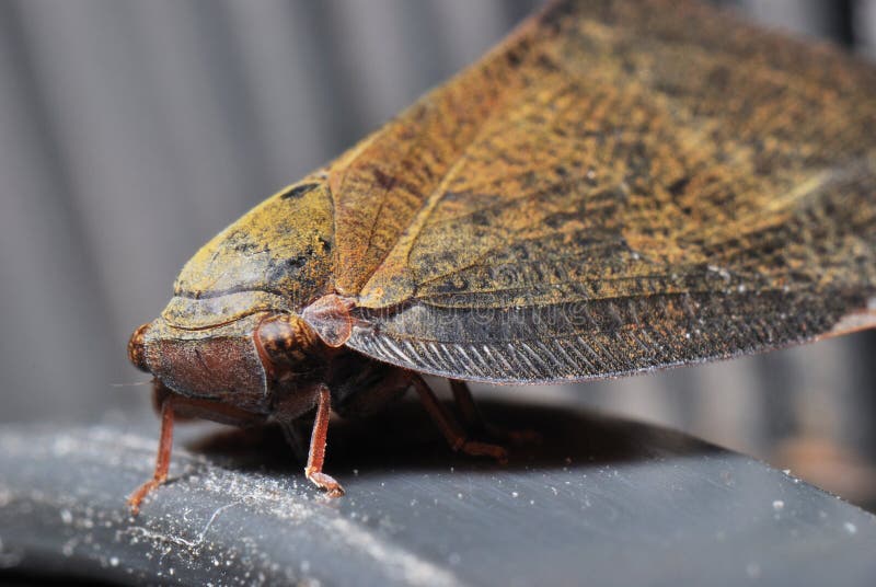 Moth Resting stock image. Image of biology, decay, flying - 13688477