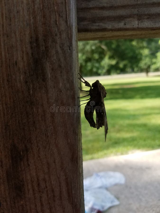 Moth resting stock image. Image of coloured, fallen - 102212087