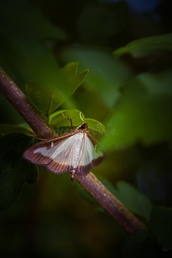 Moth resting on a branche stock image. Image of branch - 188660471