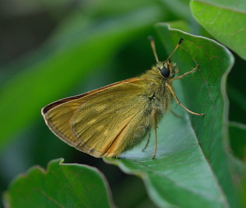 Moth resting on leaf stock photo. Image of green, leaf - 91549638