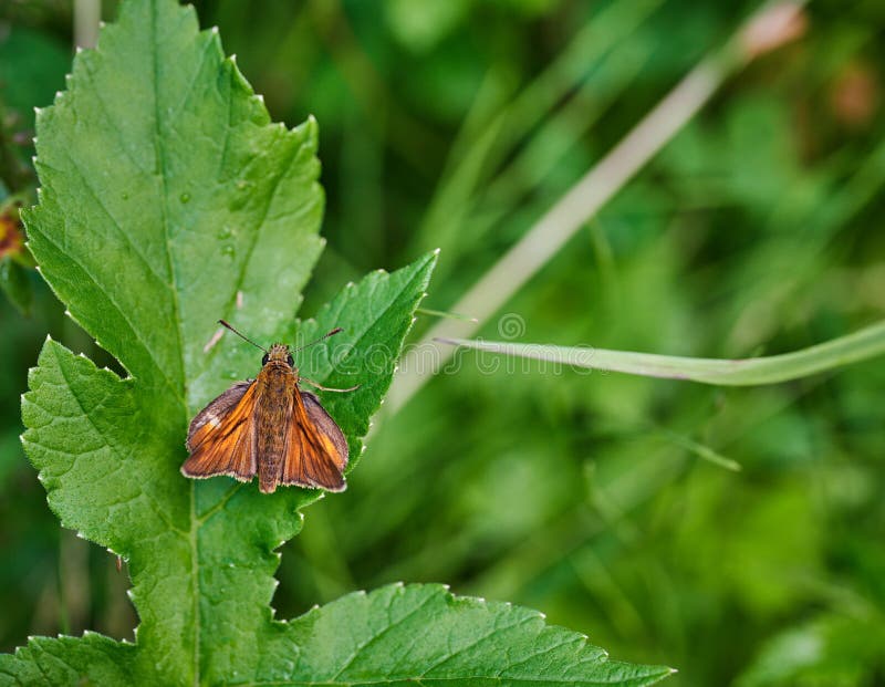 A moth resting on a leaf stock image. Image of shape - 252810595