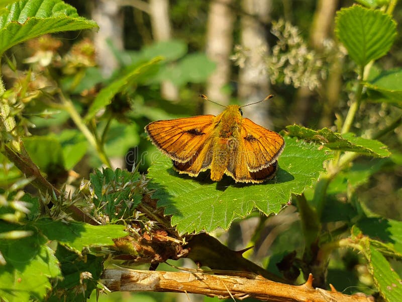 Moth is Resting on a Leaf in the Sun Stock Image - Image of leaves ...