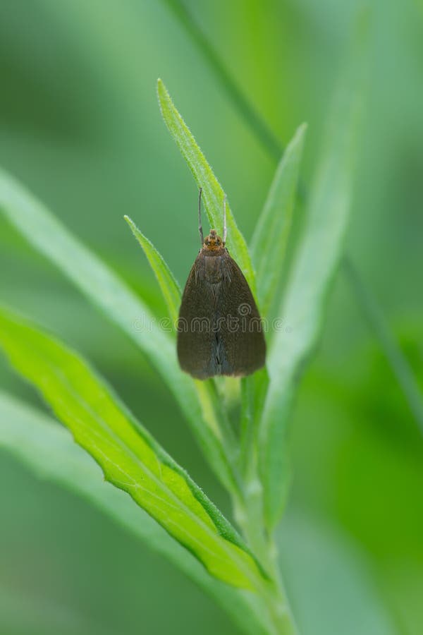 Moth resting on plant stock photo. Image of nature, wild - 142465296