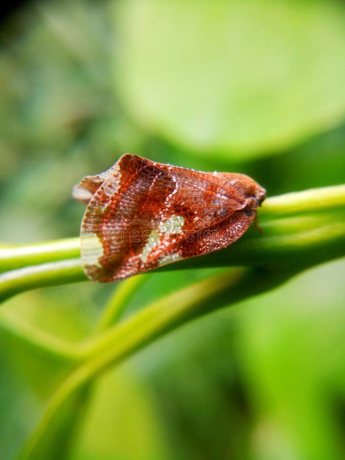 Moth resting on a stem stock image. Image of resting - 151373473