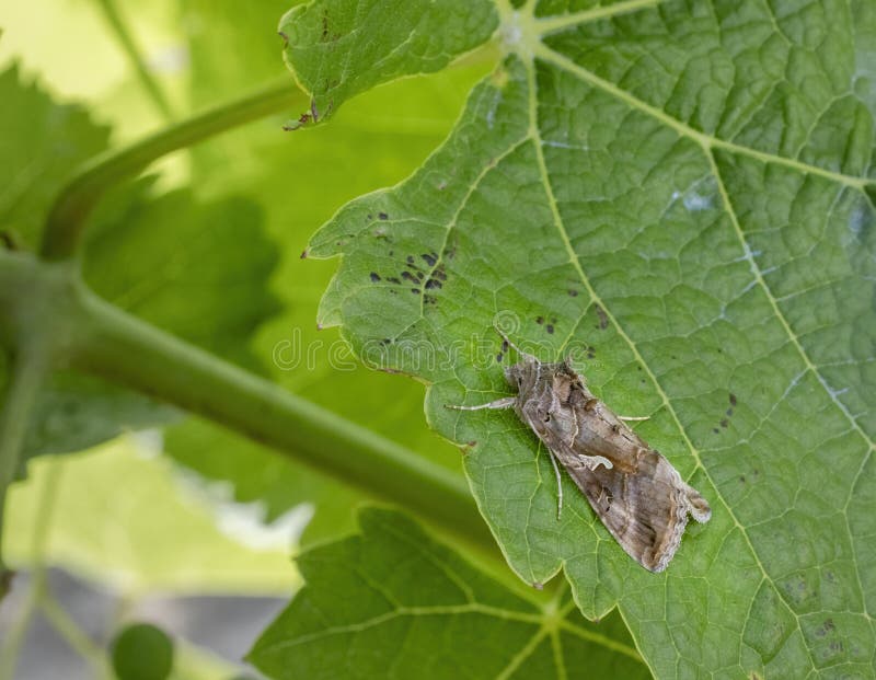 Moth Resting on a Vine Leaf in a Vineyard Stock Photo - Image of ...