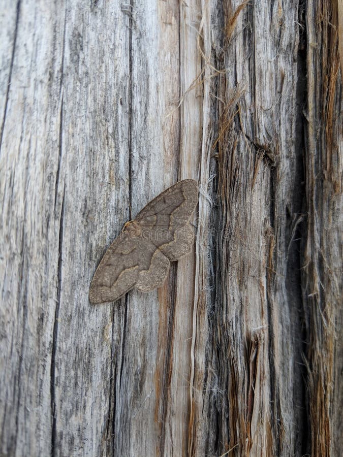 Moth blending in stock image. Image of aged, weathered - 179451193