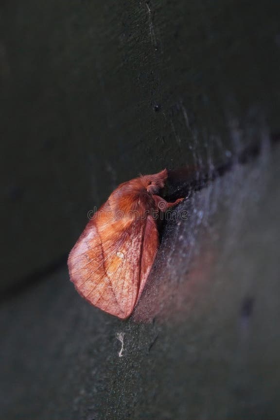 Drinker Moth ( Euthrix Potatoria ) Stock Photo - Image of hairy ...