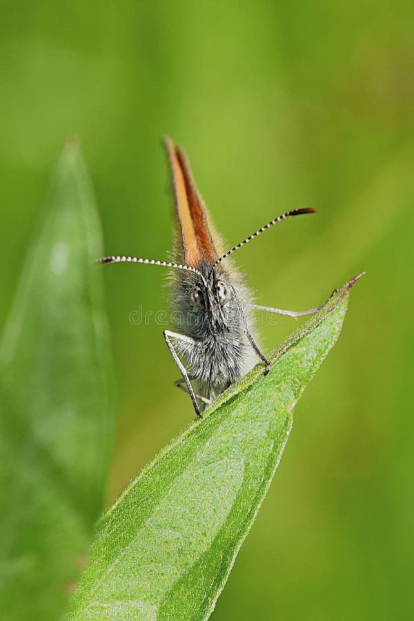 A moth on a leaf of grass stock image. Image of animal - 241390111