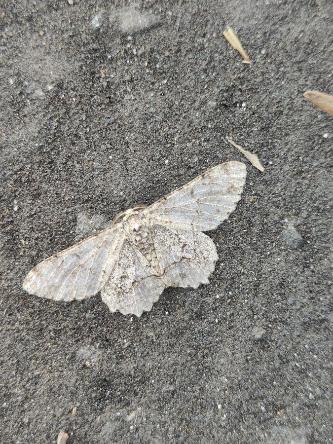 Moth sitting on a road stock photo. Image of sand, moth - 243507912