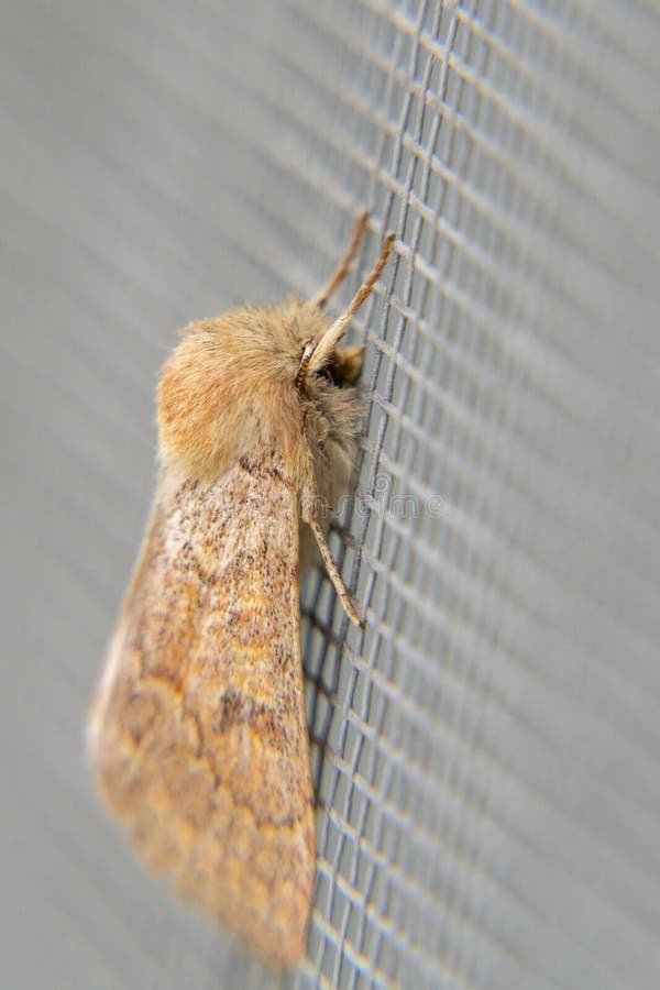 Moth Sitting on the Window. Stock Photo - Image of insects ...