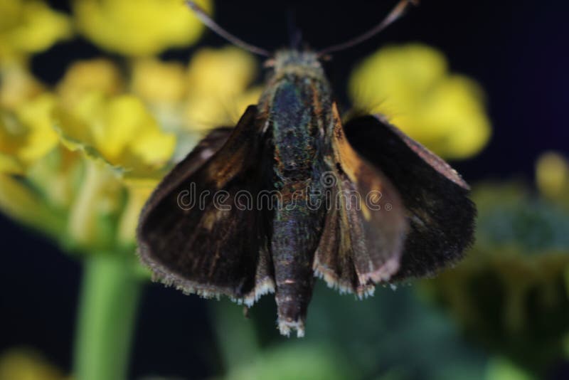 Moth Sitting on a Yellow Flower in Natural Lighting Stock Image - Image ...