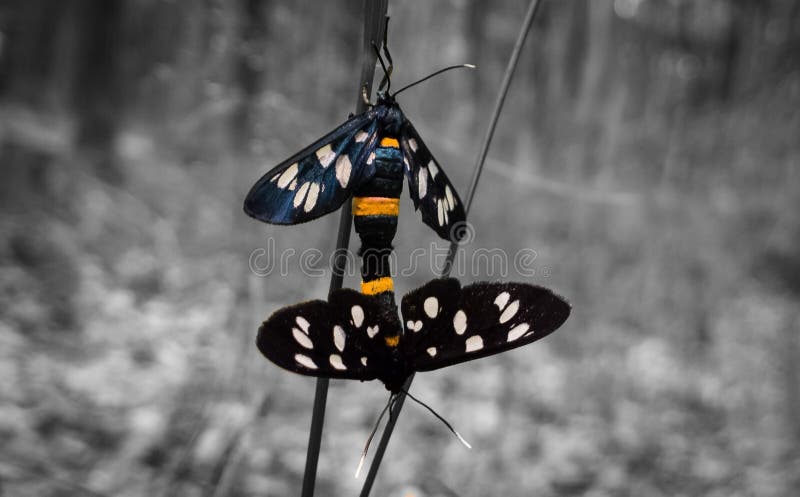 Moth Sleeping in the Grass in the Nature of Forest. Stock Image - Image ...