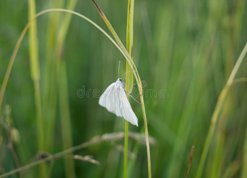 Moth Sleeping in the Grass in the Nature of Forest. Stock Photo - Image ...