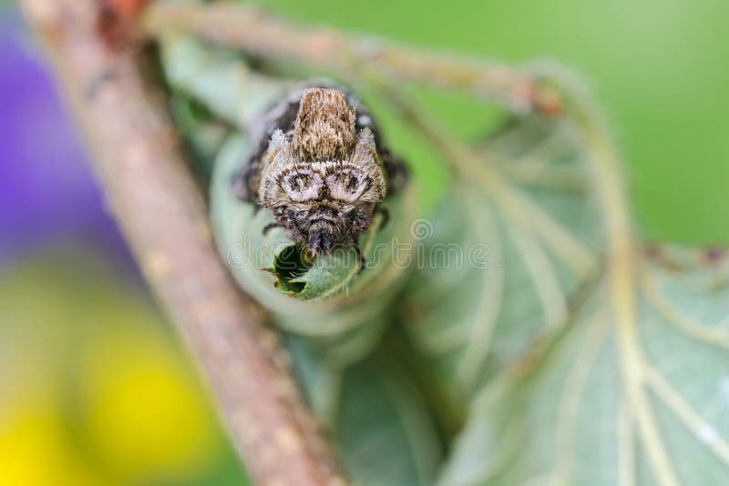 Moth stock image. Image of butterfly, fauna, field, macro - 67735513
