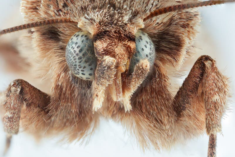 Moth Head stock image. Image of polyphemus, macro, outdoors - 942319