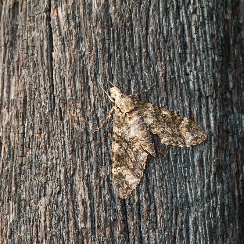 Moth standing on wood. stock image. Image of outdoor - 70228925