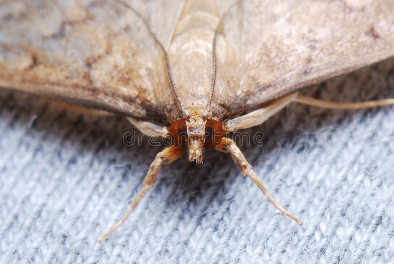 Moth Stare stock image. Image of macro, acute, feelers - 16528599