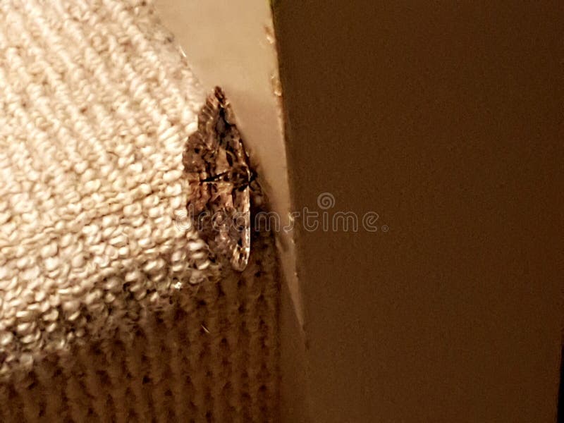 Moth on the wall stock photo. Image of wild, arthropod - 51550664