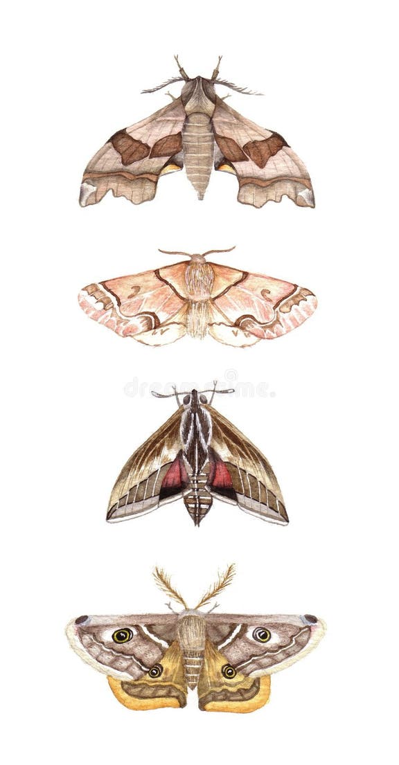 Watercolour Moths Stock Illustrations – 152 Watercolour Moths Stock ...