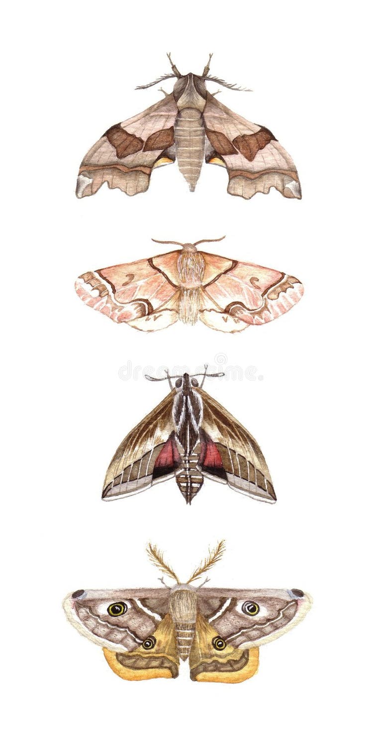 Watercolour Moths Stock Illustrations – 152 Watercolour Moths Stock ...