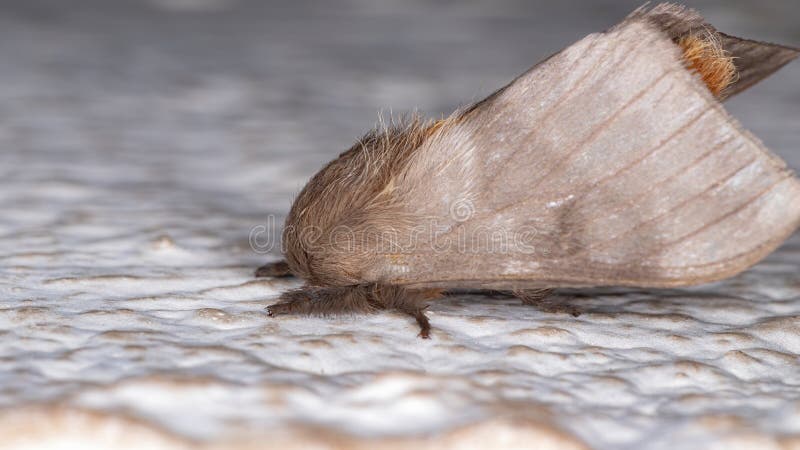 Texture of moth wing stock photo. Image of large, brazil - 204446824